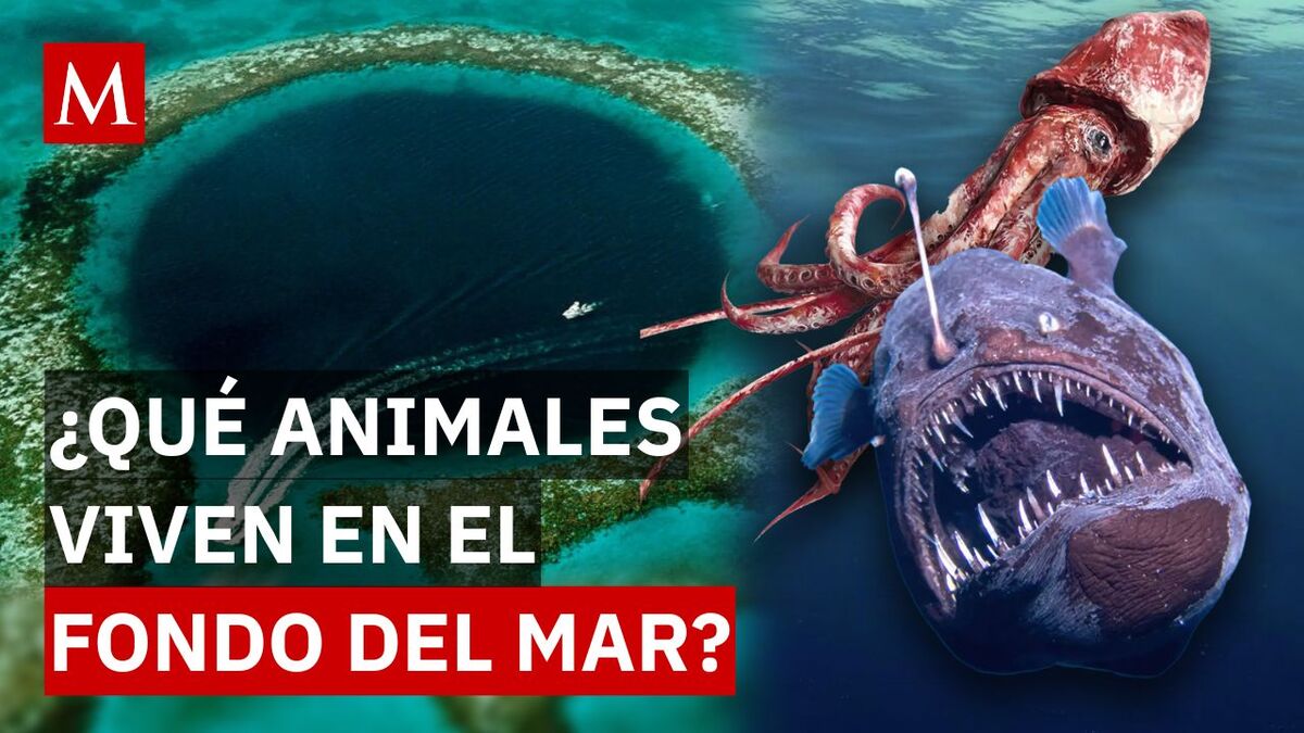 Fosa de las Marianas: estas son las criaturas que habitan el lugar más ...