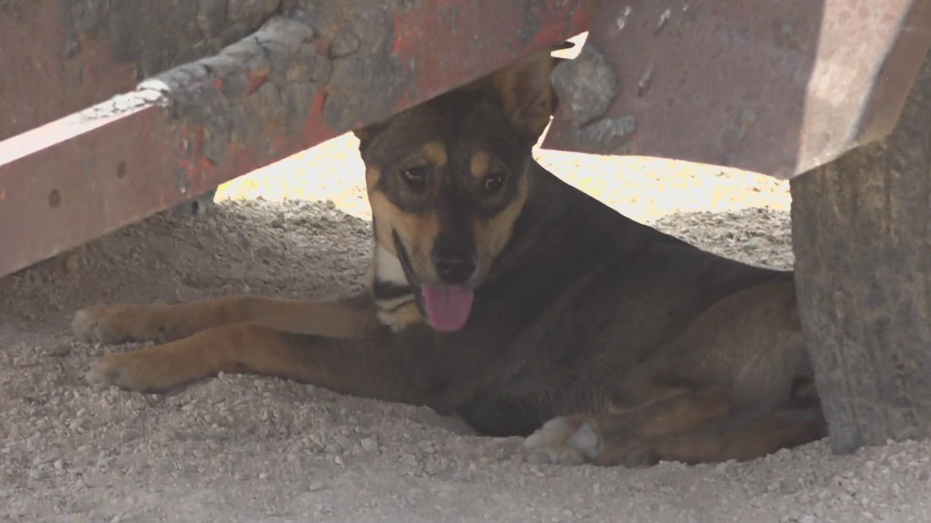 Odessa animal rescue warns pet owners of rising 'tick fever' threat