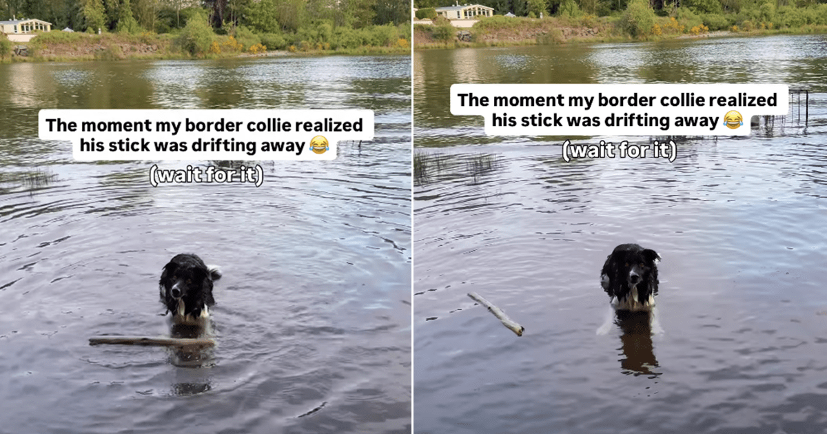 Dog takes quick action seeing stick drifting away in water
