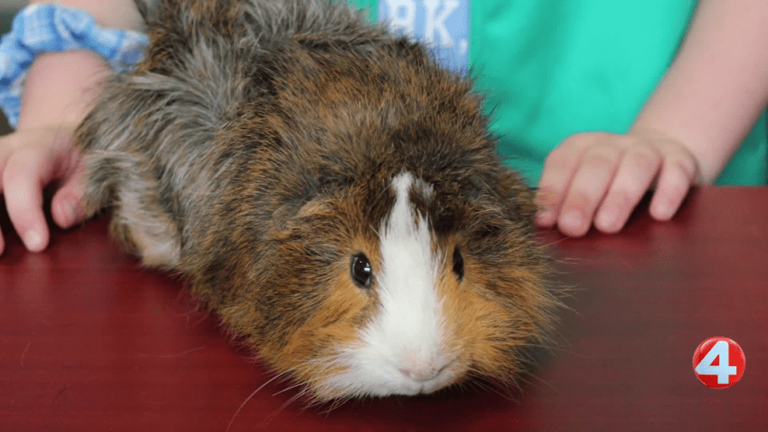Girl Scout helps guinea pigs find forever homes in WNY