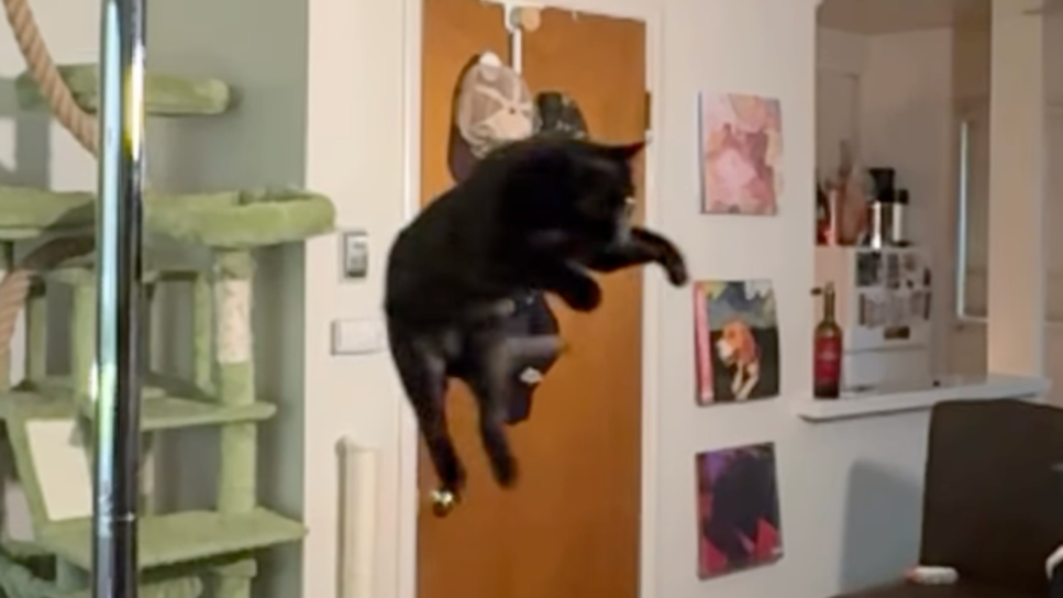 Watch Sacramento cat fly 104 inches as it trains for long jump world record