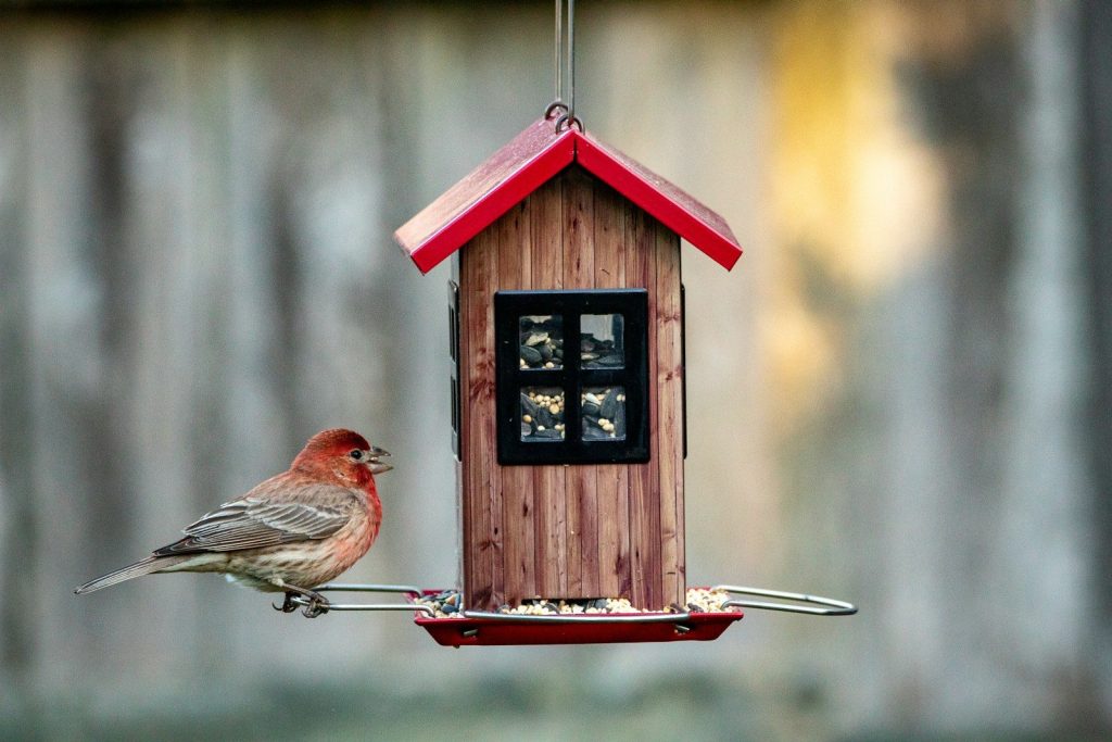 The 5-7-9 bird feeder rule helps attract more birds to your yard