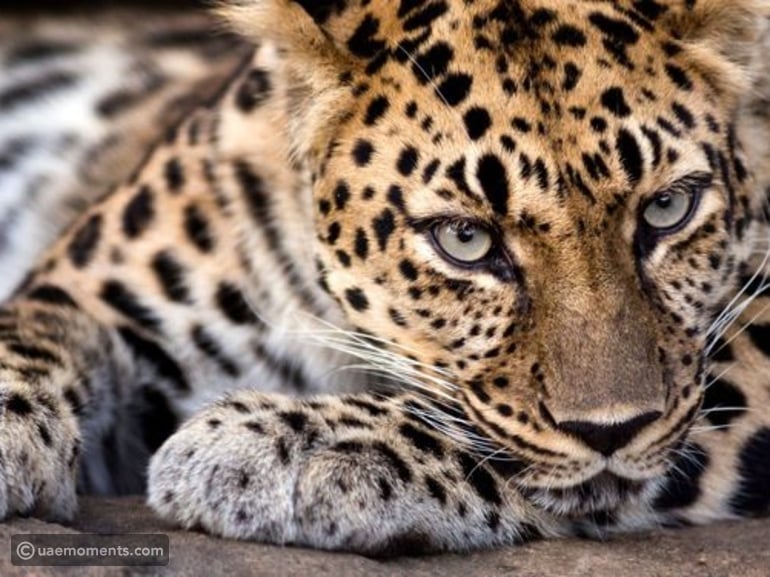 Endangered species from around the world to know today