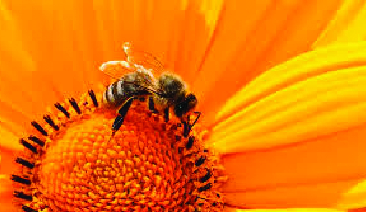 World Bee Day: Saving pollinators for food security