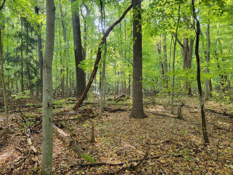 The secret Indiana woods hiding pre-colonial era trees most locals have ...