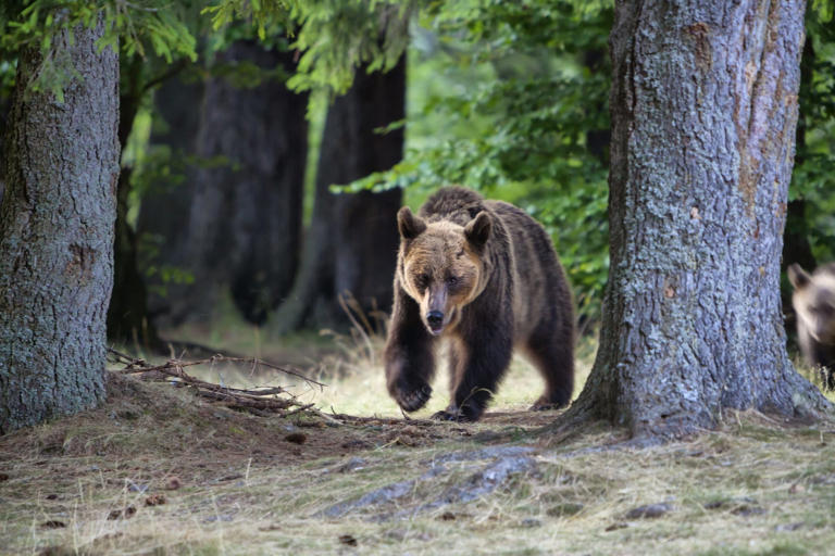 Un uomo è stato ucciso da un’orsa con cuccioli in Bulgaria: l’attacco ...