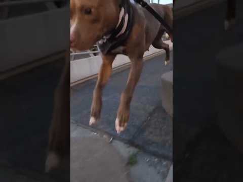 American pit bull terrier stays locked on owner during agility training ...