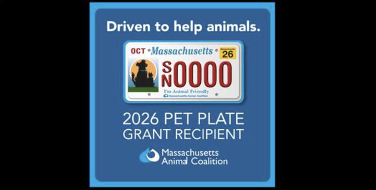How this Massachusetts 'pet plate' is funding second chances for ...