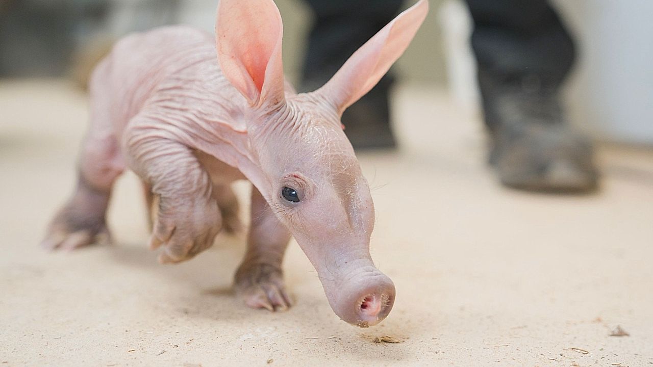Zookeepers syringe-feed rare baby aardvark Womble at Chester Zoo