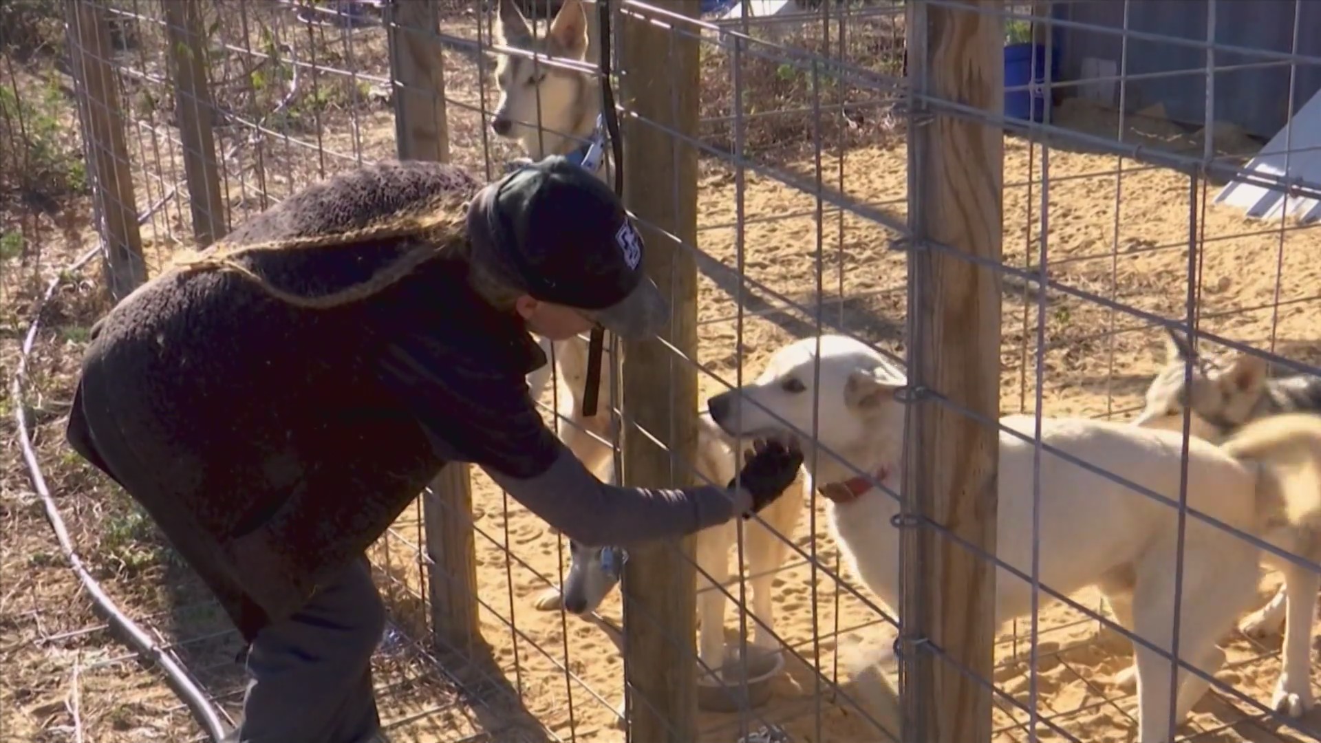 Residents and animal advocates urge Calhoun County to establish shelter