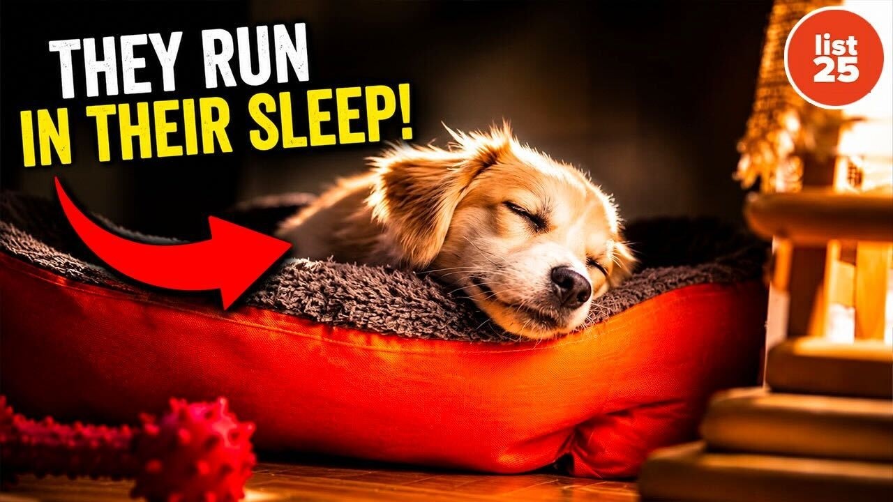 25 mind bending facts about your dreams