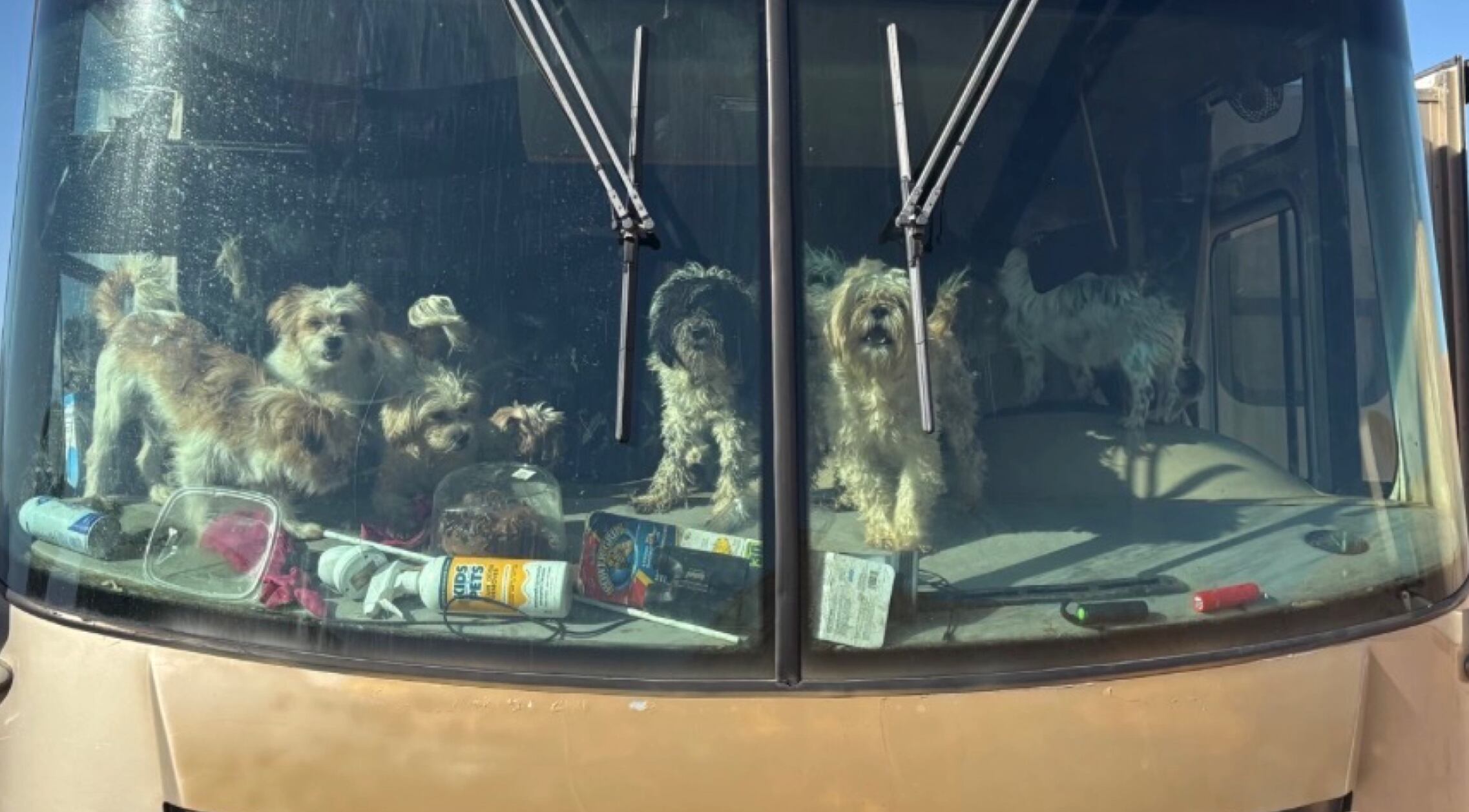 Dozens of dogs rescued in Mesquite animal cruelty case now ready for ...