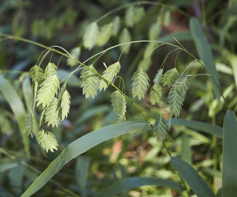 6 self-seeding plants that will quietly fill your yard with effortless ...