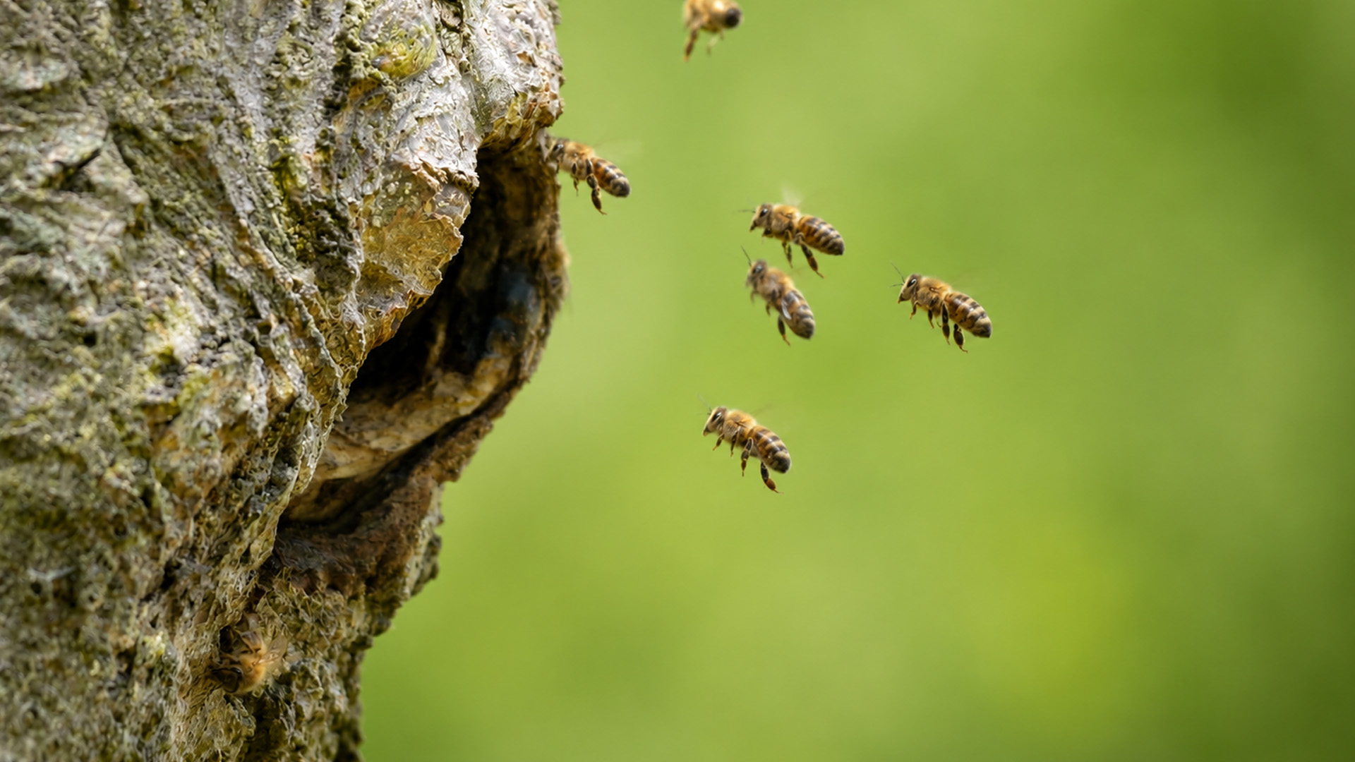 Camera trap reveals constant movement around a hidden bee colony