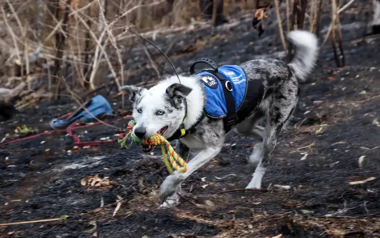 Australian conservation group seeks new koala rescue dog