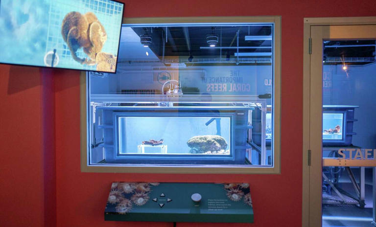 Mystic Aquarium's newest arrivals include corals and a baby seal