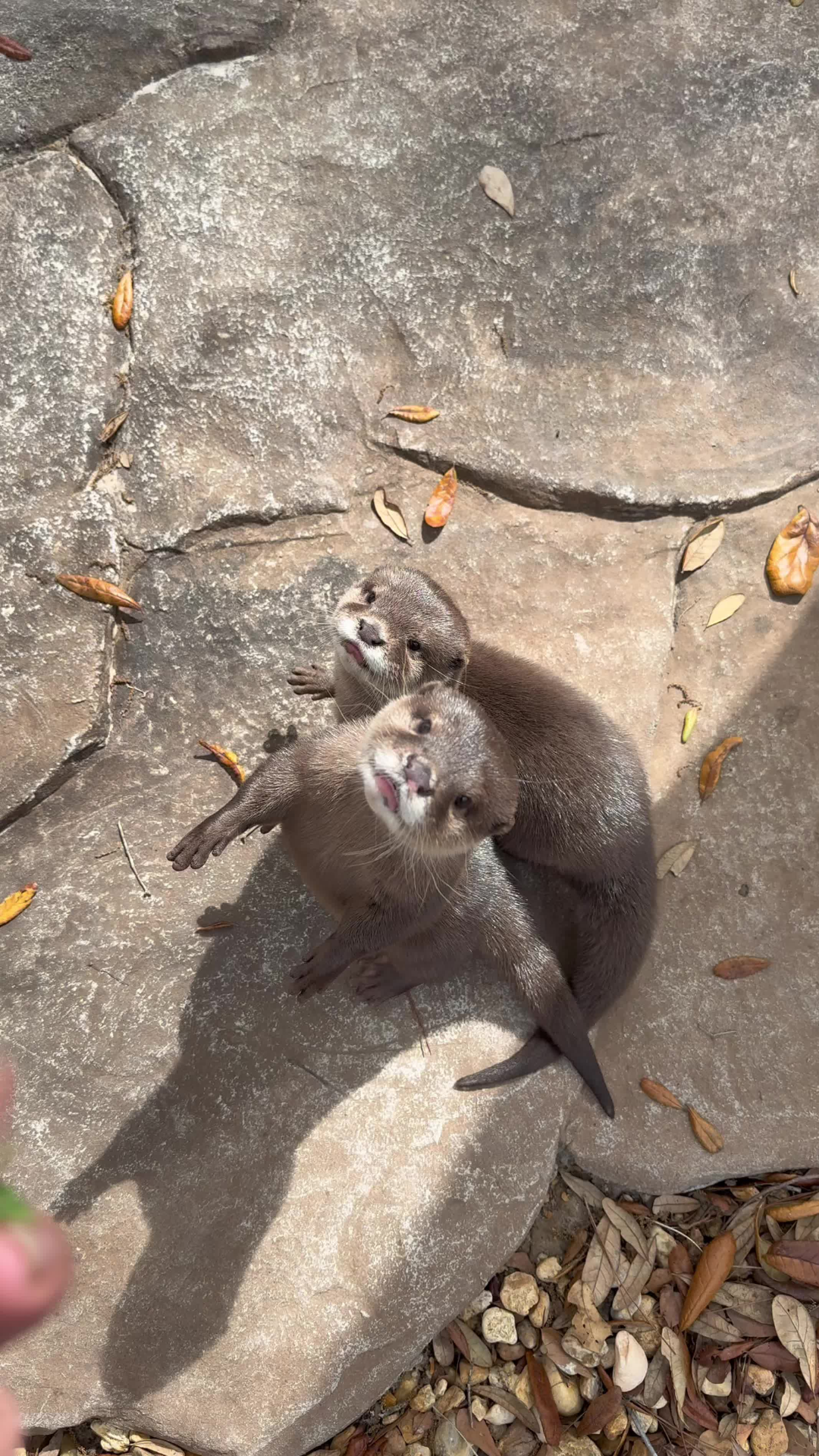 These tiny otters cannot decide how they feel about strawberries
