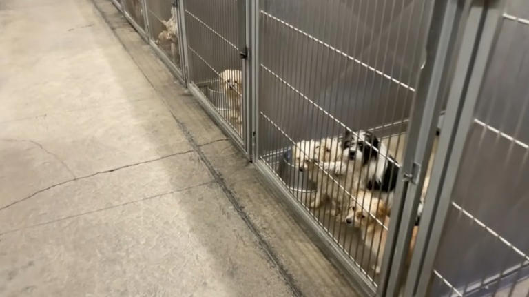 Mesquite police provide 'paws-itive' update after rescuing dozens of ...