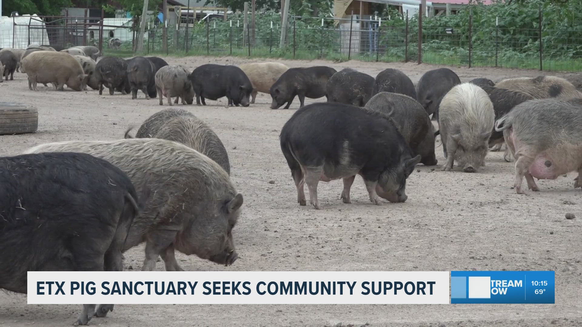 East Texas pig rescue gives nearly 300 animals a second chance