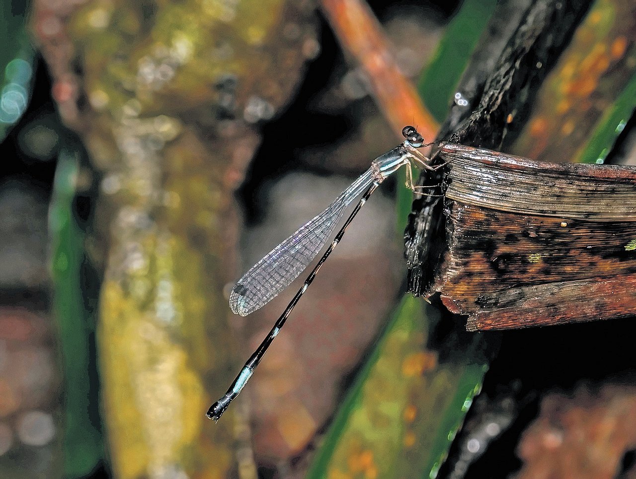 Kodagu shadowdamsel, discovered last year, spotted in Kasaragod