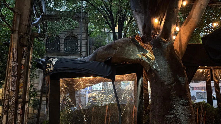 Milagro en la Roma: Árbol de 20 metros cae sobre restaurante lleno de ...