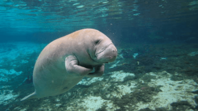 Sea turtles and manatees win: Mexico blocks controversial Perfect Day ...