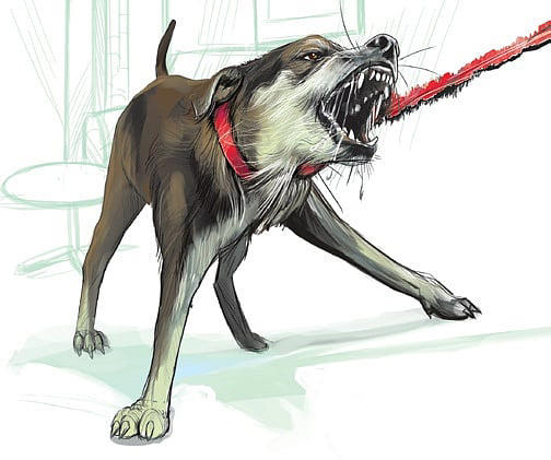 Stray dog menace: Kerala struggles to implement SC order