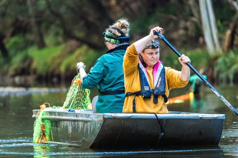 An Australian icon, the platypus is struggling — and scientists still ...