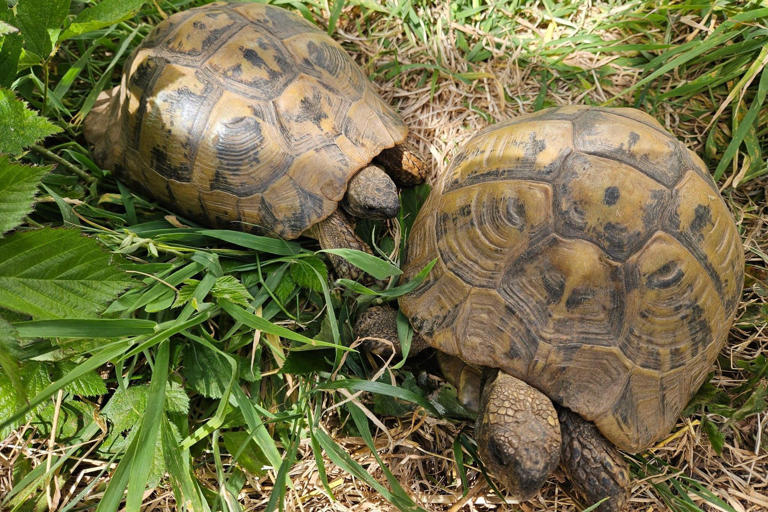 Scuttle the tortoise home after eight-month wander