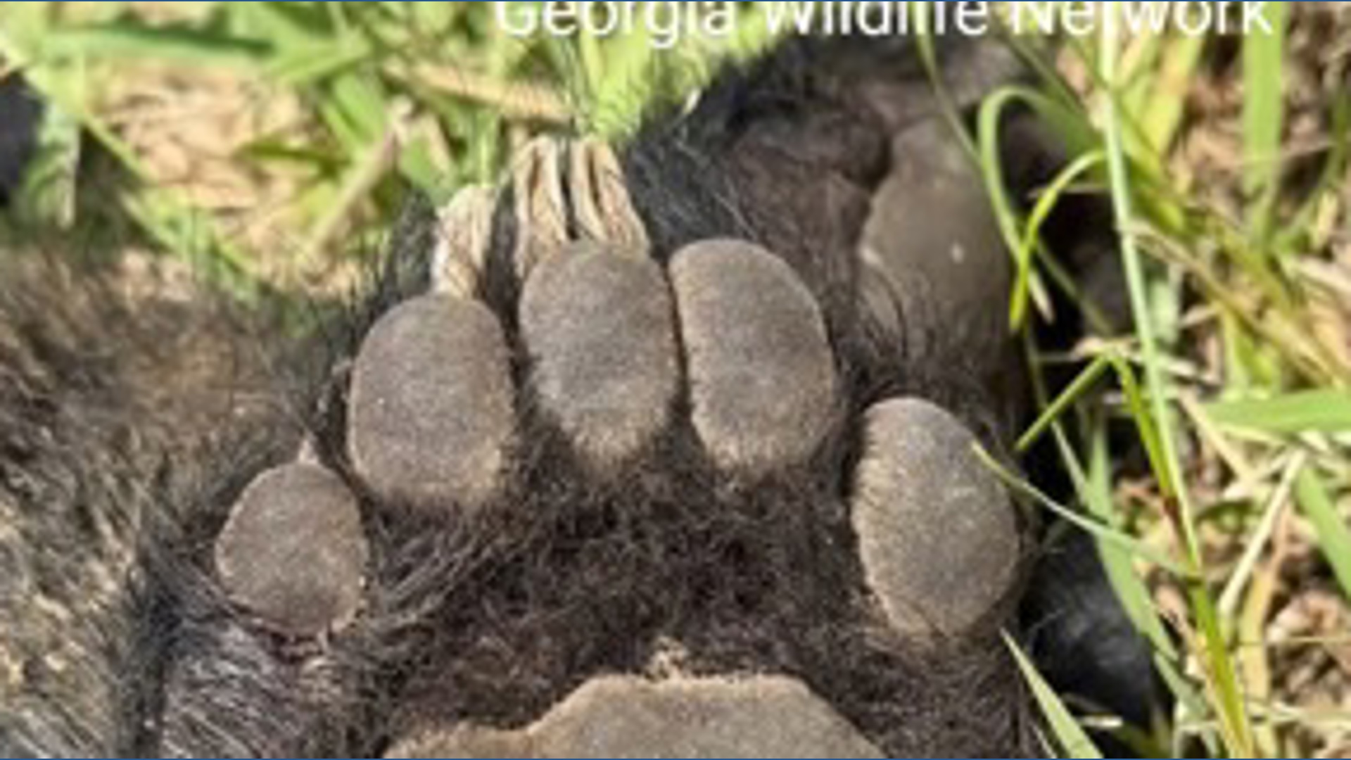 Increased bear sightings