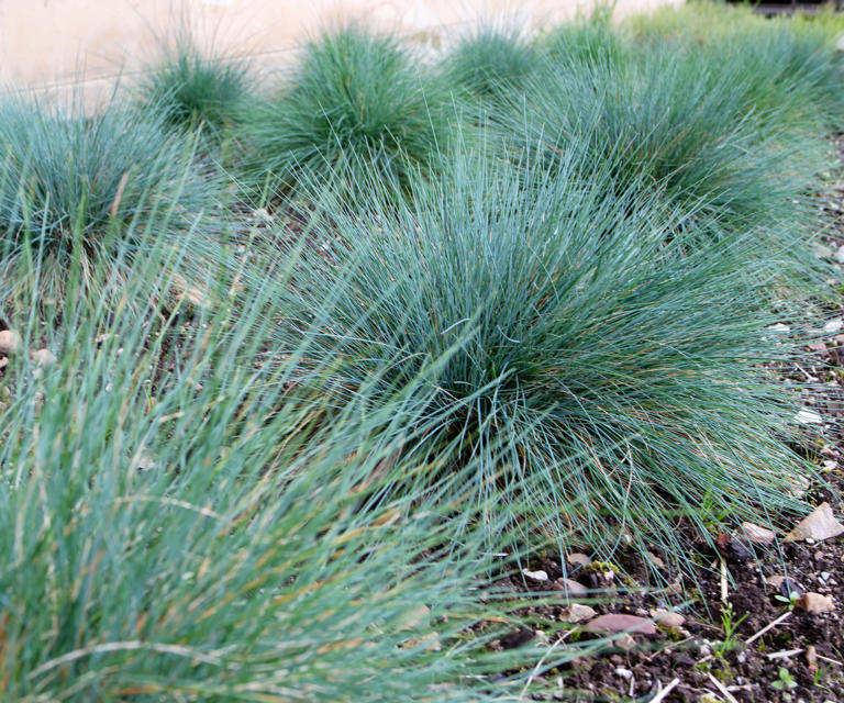 6 self-seeding plants that will quietly fill your yard with effortless ...