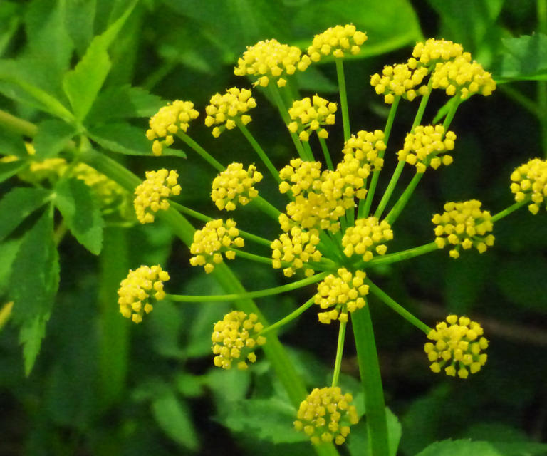 6 self-seeding plants that will quietly fill your yard with effortless ...