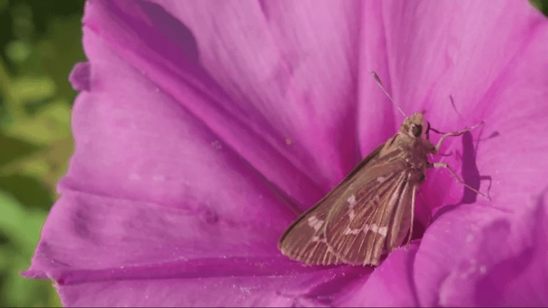 New documentary spotlights Crystal Skipper butterfly, found only along ...