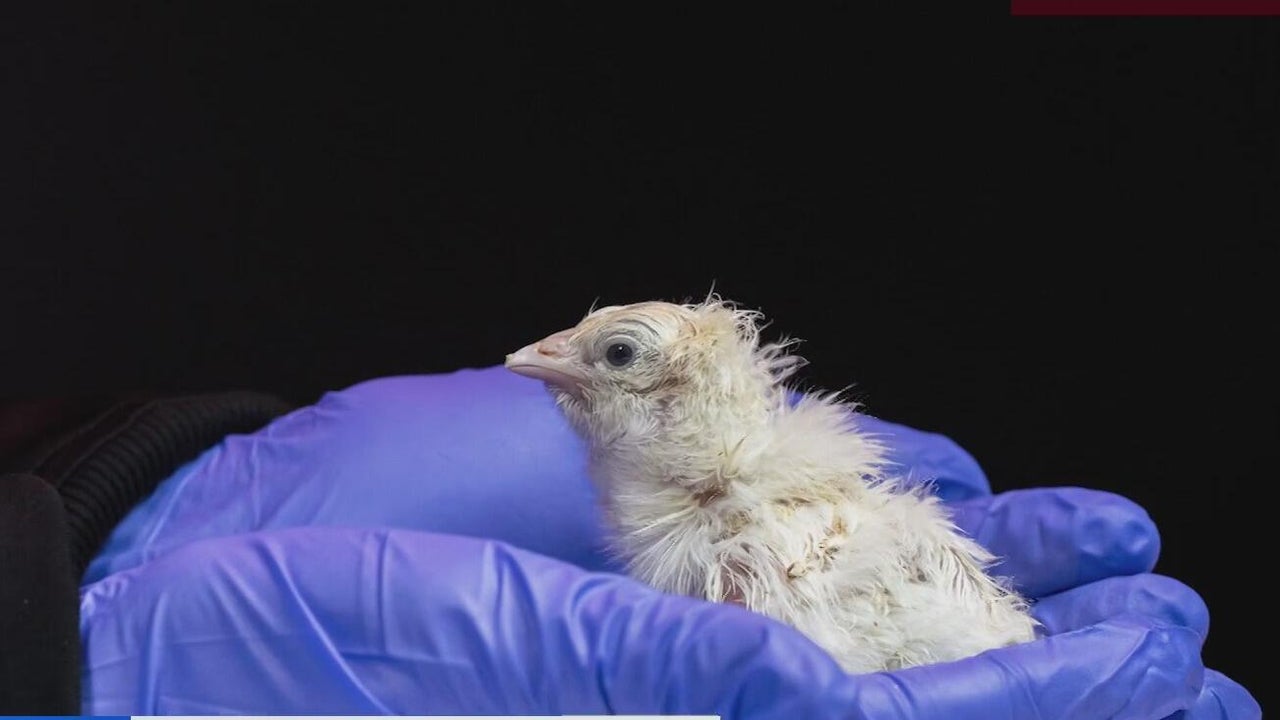 A new twist on the chicken-or-egg debate
