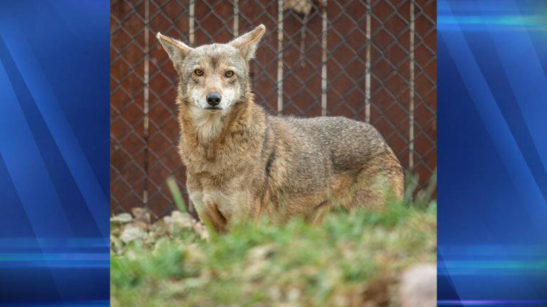 Great Plains Zoo announces passing of red wolf, Uyosi