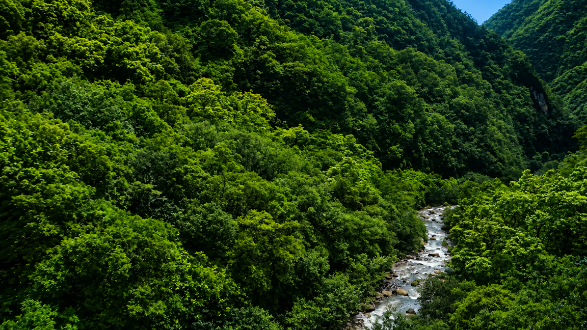 Lush green forest valley with flowing river