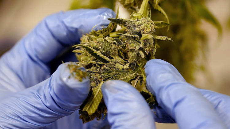 Voluntary recall of certain marijuana products in Arizona due to ...