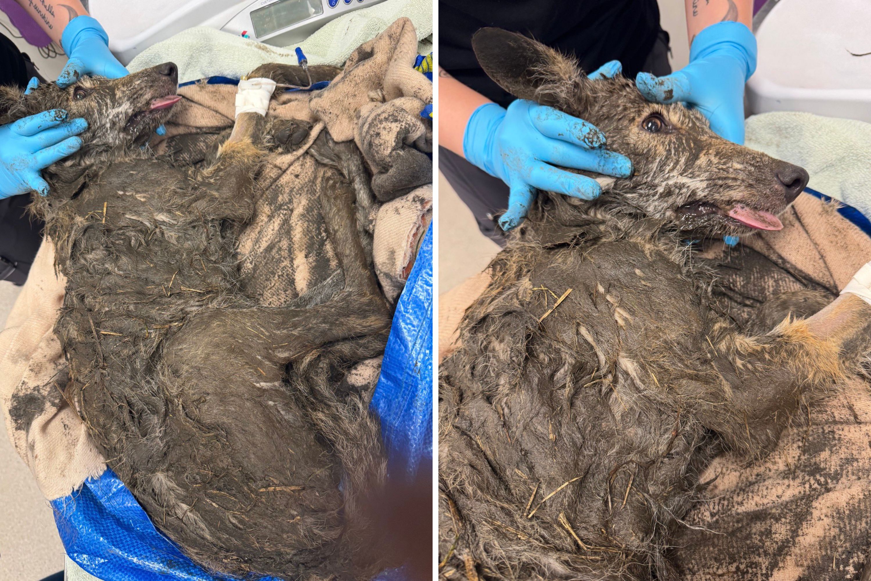 Woman rushes ‘dog’ to vet after car accident, shock at what staff realize