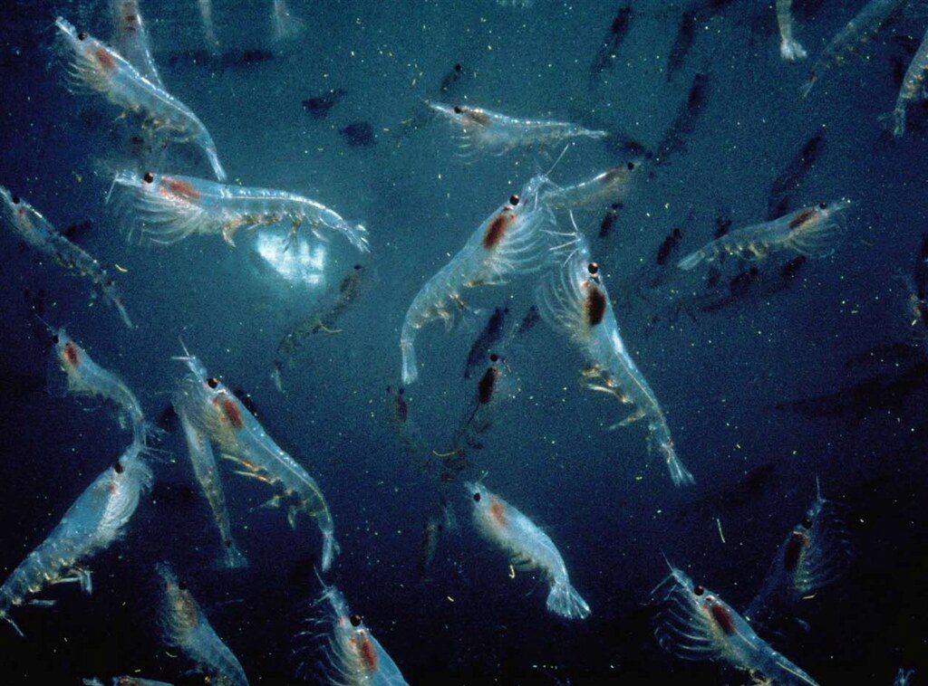 The largest animal ever recorded on Earth lives on tiny shrimp, and the ...