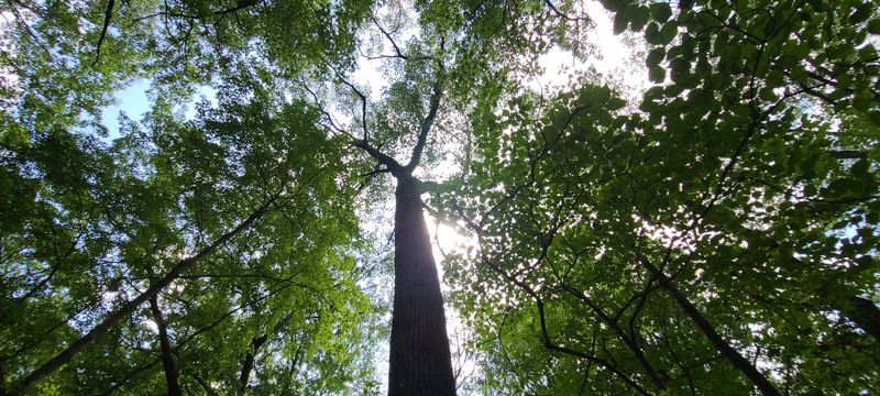 The secret Indiana woods hiding pre-colonial era trees most locals have ...