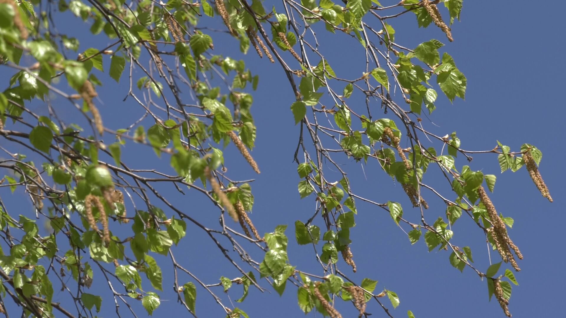 Pollen season returns to Fairbanks