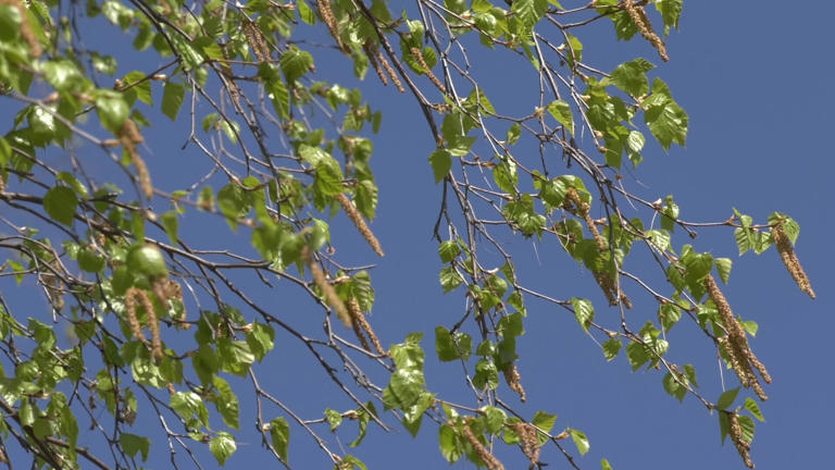 Pollen season returns to Fairbanks