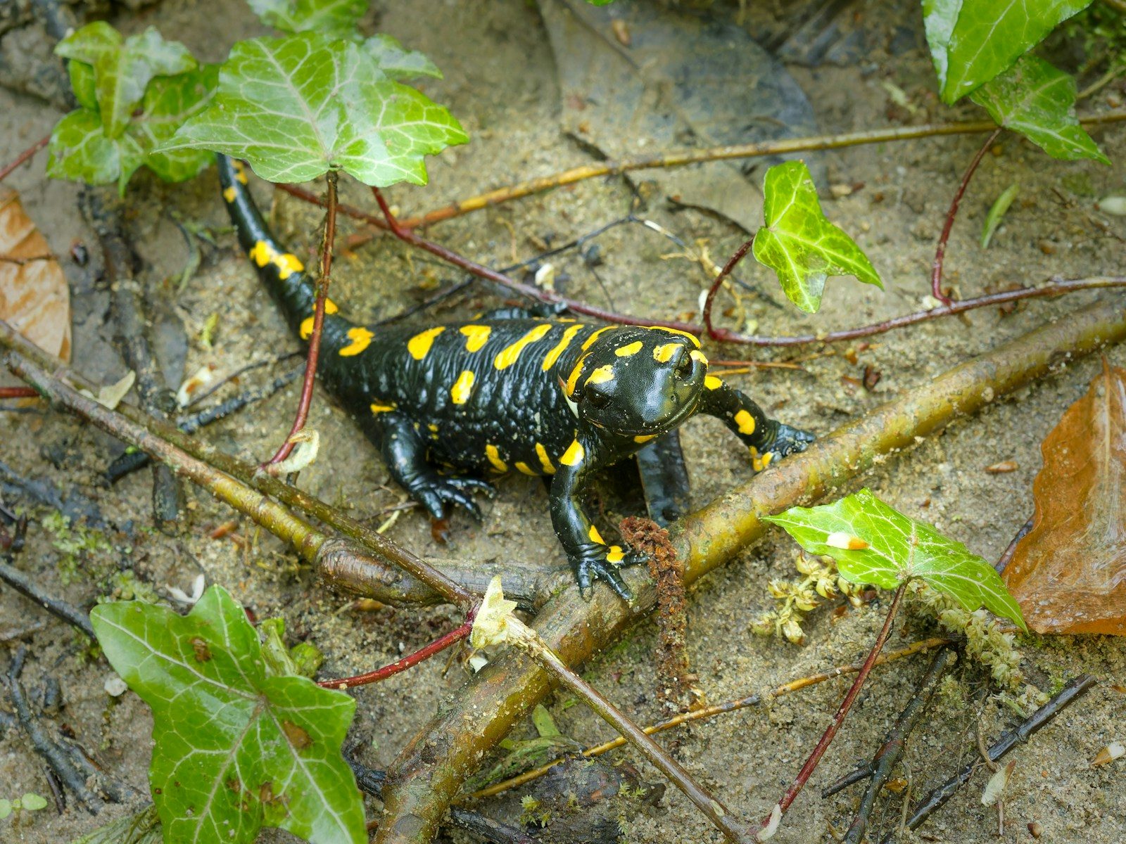 6 animals you should never release into the wild for any reason