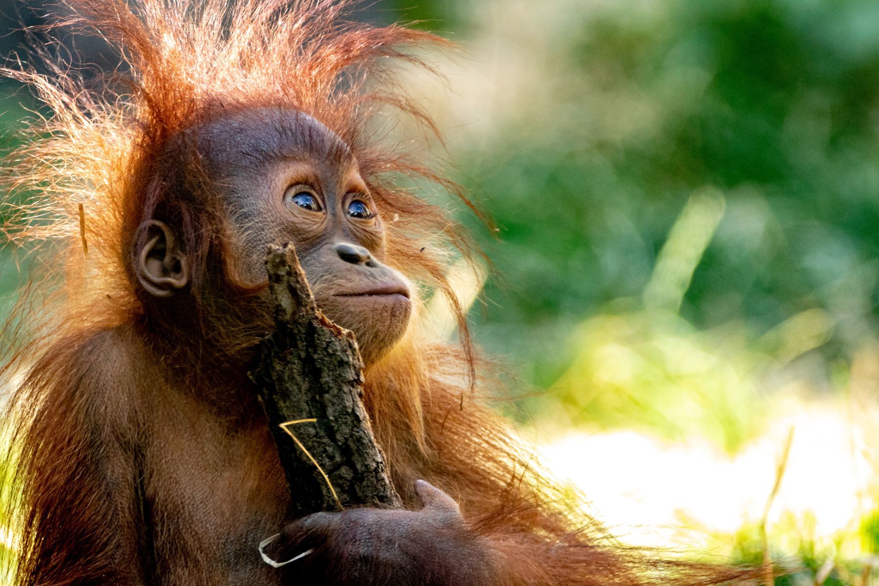 20 facts to know about orangutans