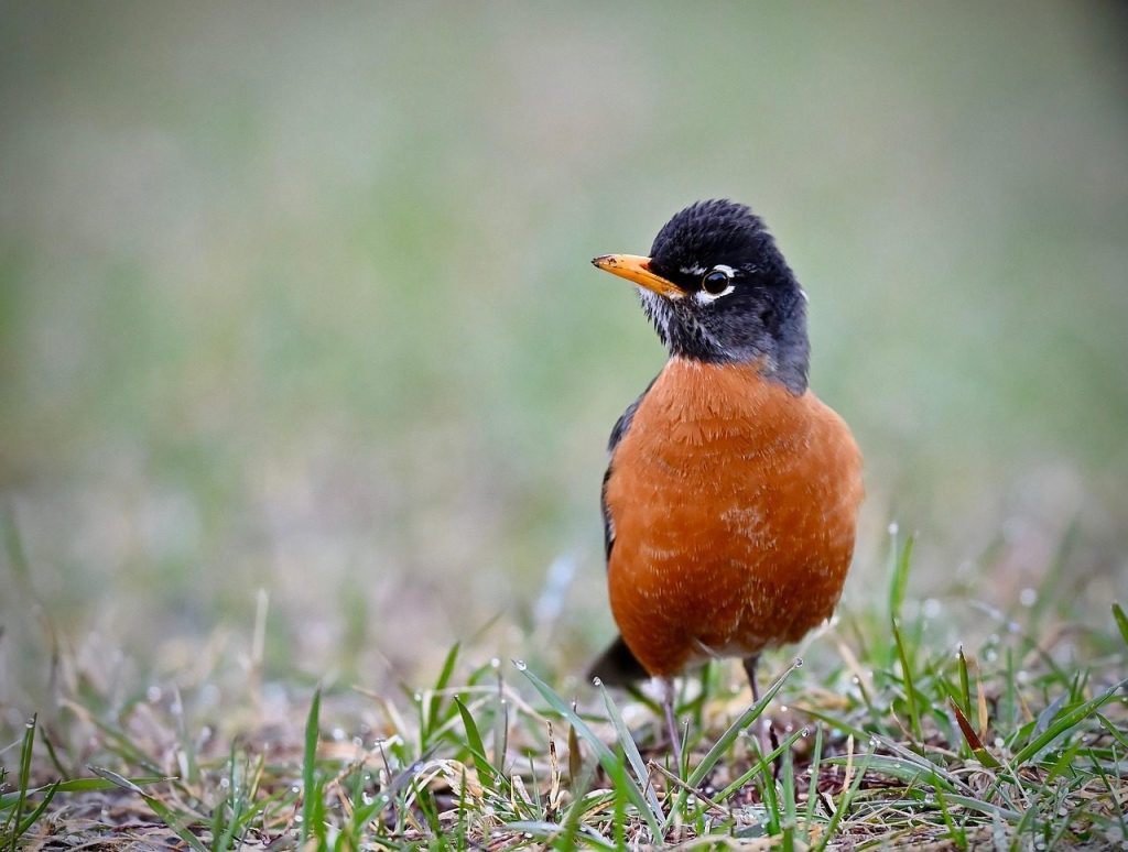 Common birds found in everyday backyards and gardens