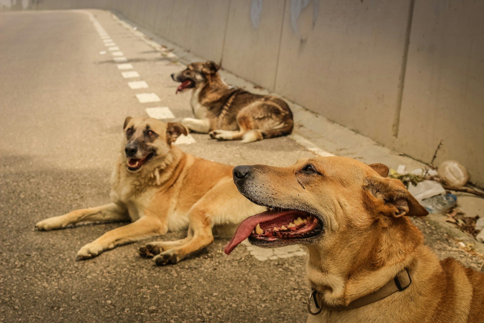 Chernobyl’s wild dogs may be evolving faster than scientists expected