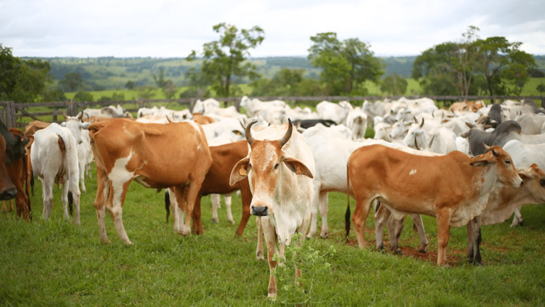 Trump pushes plan to lower beef prices as consumers face higher costs