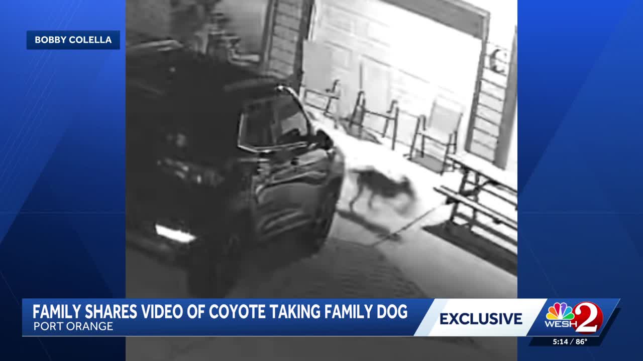 Caught on camera: Coyotes snatch family’s Chihuahua from fenced Port ...