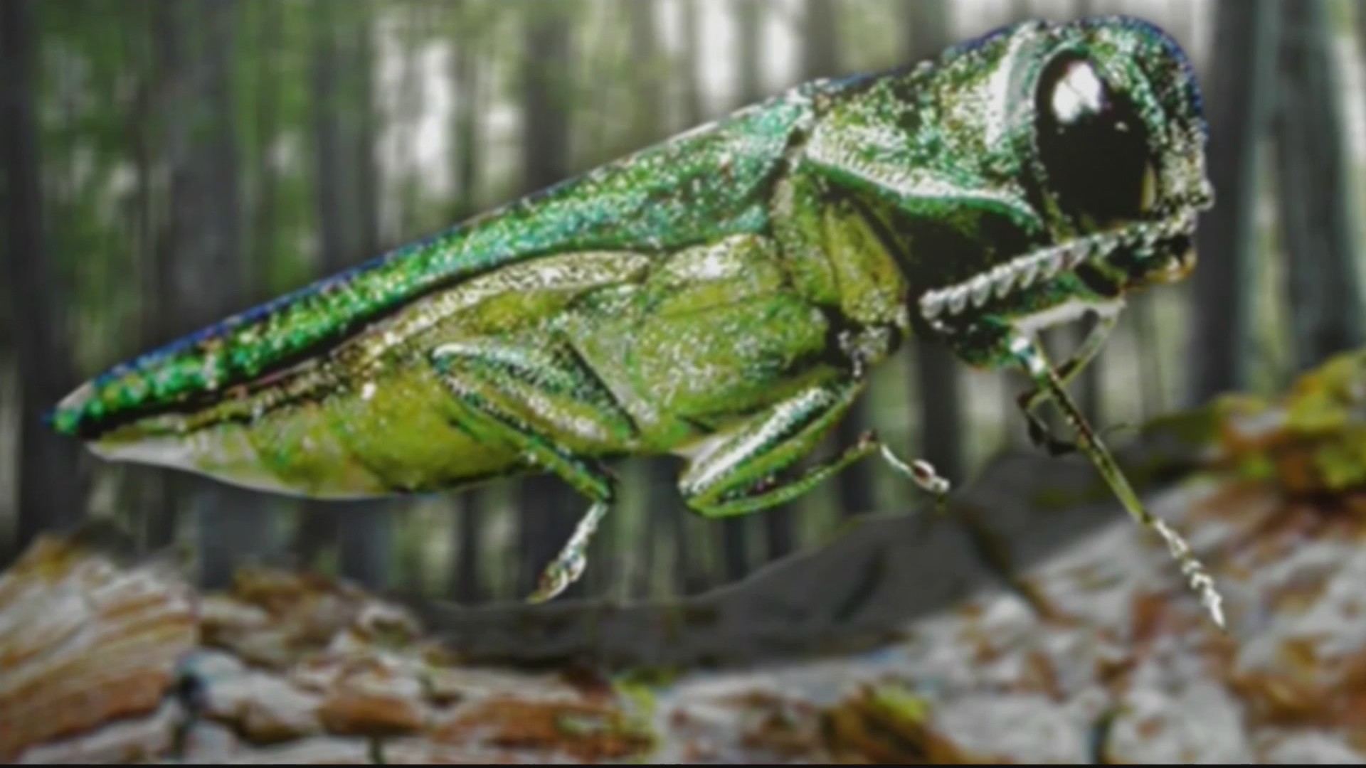 North Dakotans advised to be wary of tree-killing emerald ash borers