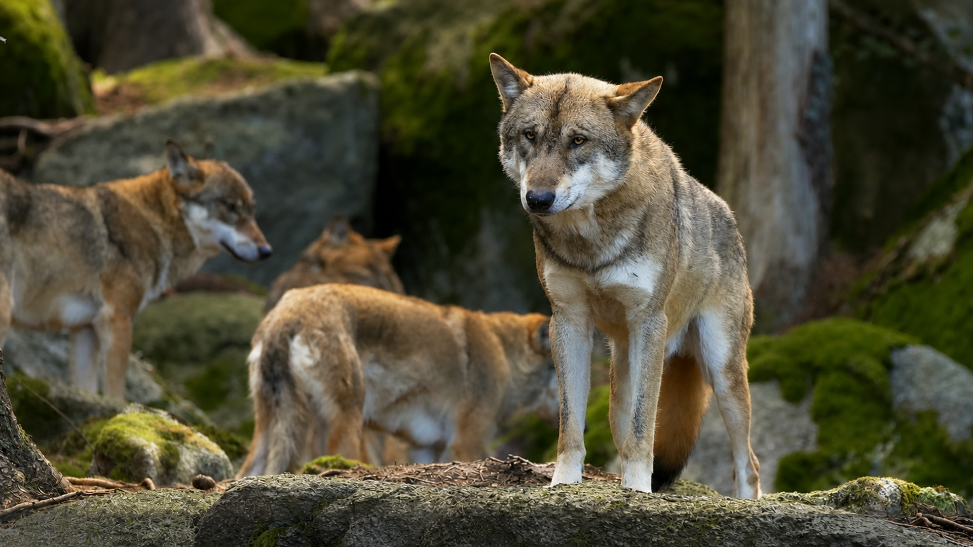 Hidden wildlife footage shows wolves exploring their territory